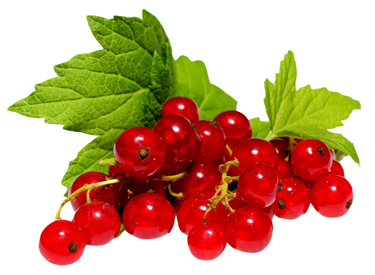 Redcurrant PNG Image - PurePNG | Free transparent CC0 PNG Image Library