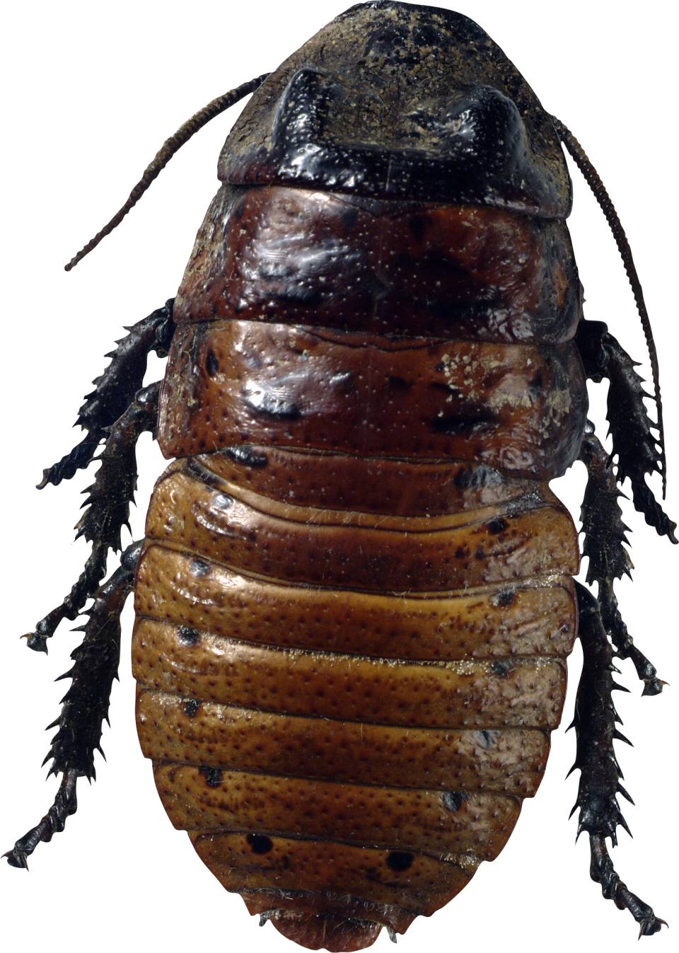 Roach PNG Image - PurePNG | Free transparent CC0 PNG Image Library