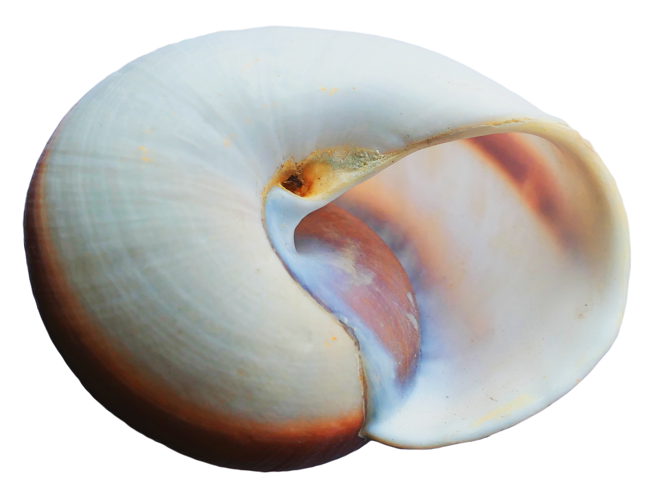 Sea Ocean Shell PNG Image - PurePNG | Free transparent CC0 PNG Image ...