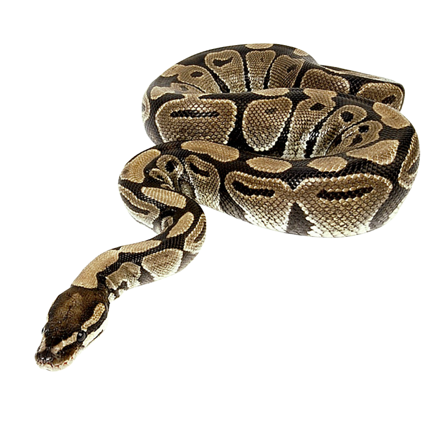 Snake PNG Image - PurePNG | Free transparent CC0 PNG Image Library