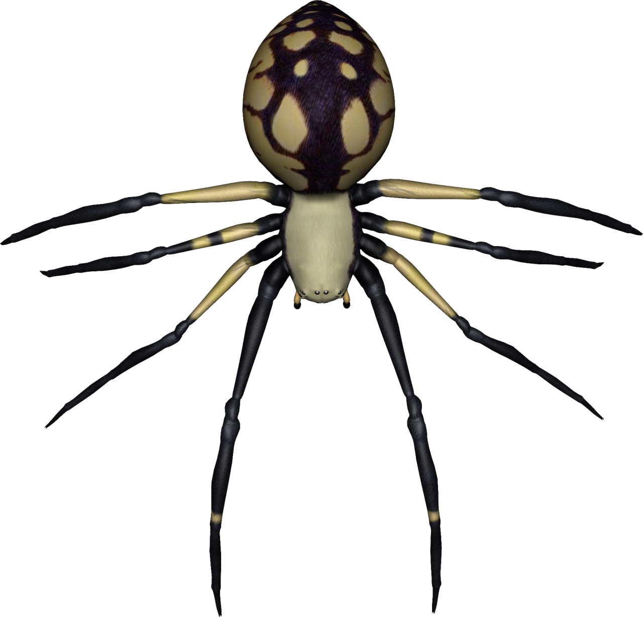 Spider PNG Image - PurePNG | Free transparent CC0 PNG Image Library
