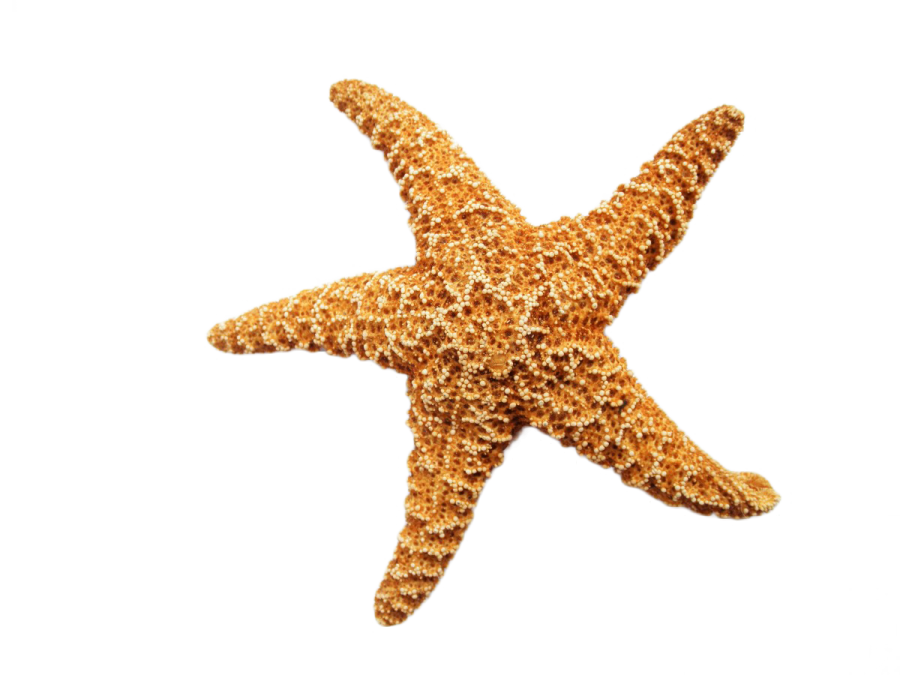 Starfish Dried PNG Image - PurePNG | Free transparent CC0 PNG Image Library