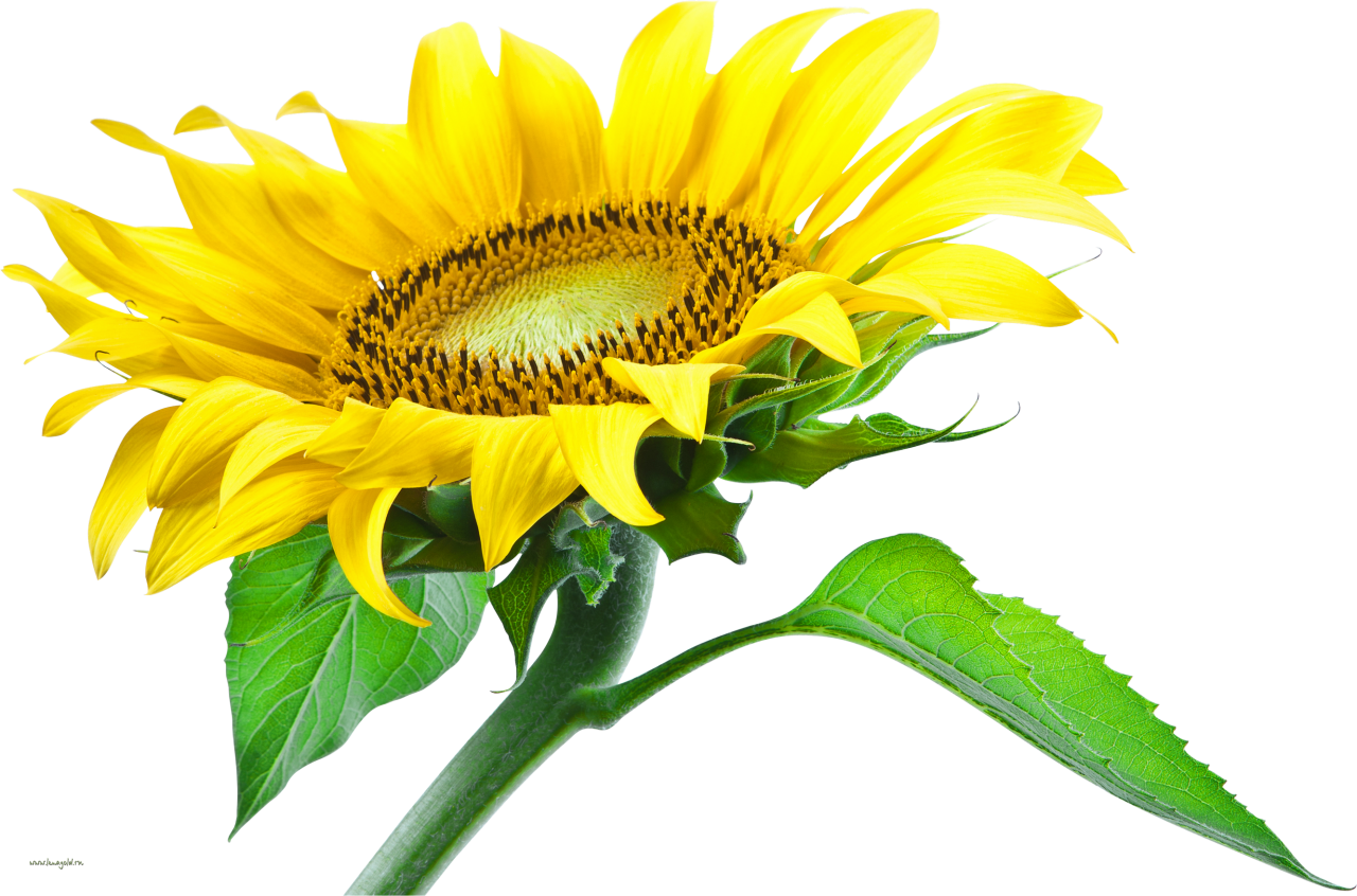 Sunflower PNG Image - PurePNG | Free transparent CC0 PNG Image Library