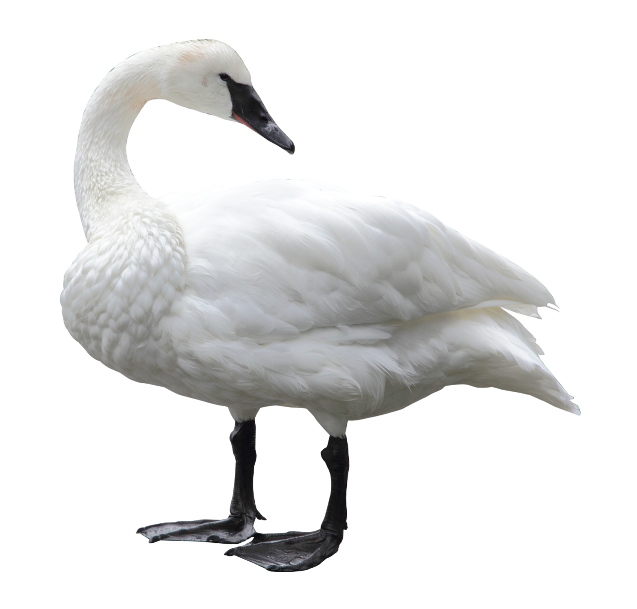 Swan White PNG Image - PurePNG | Free transparent CC0 PNG Image Library