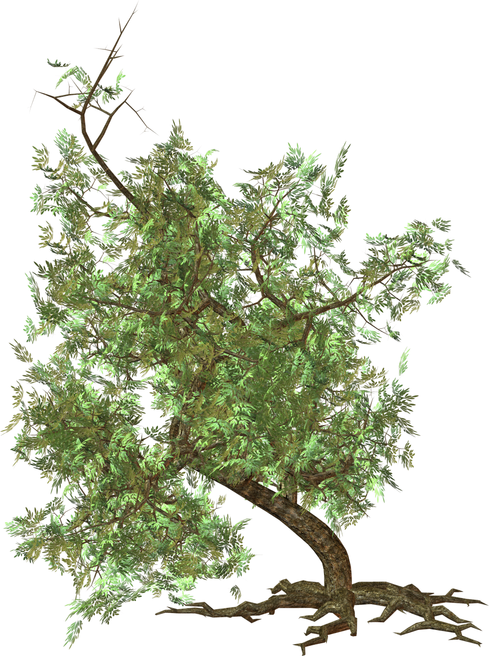 Crooked Tree with Leaves PNG Image - PurePNG | Free transparent CC0 PNG Image Library