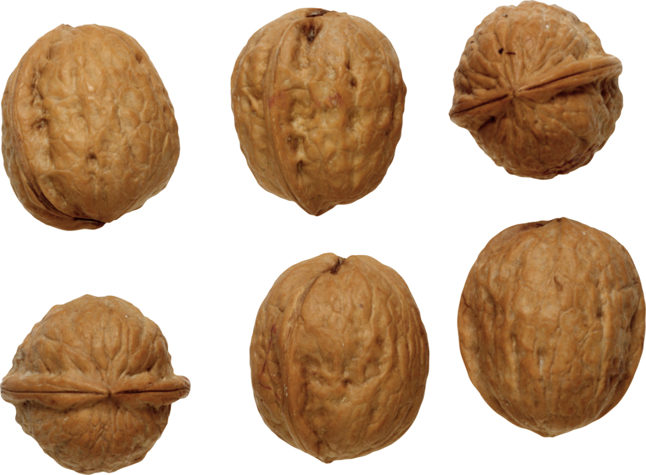 Walnut PNG Image - PurePNG | Free transparent CC0 PNG Image Library