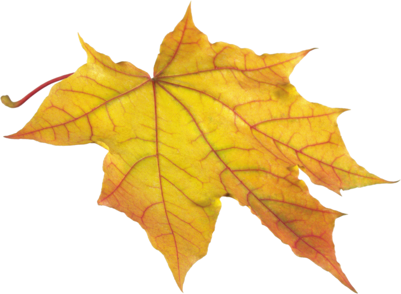 Yellow Leaf PNG Image - PurePNG | Free transparent CC0 PNG Image Library